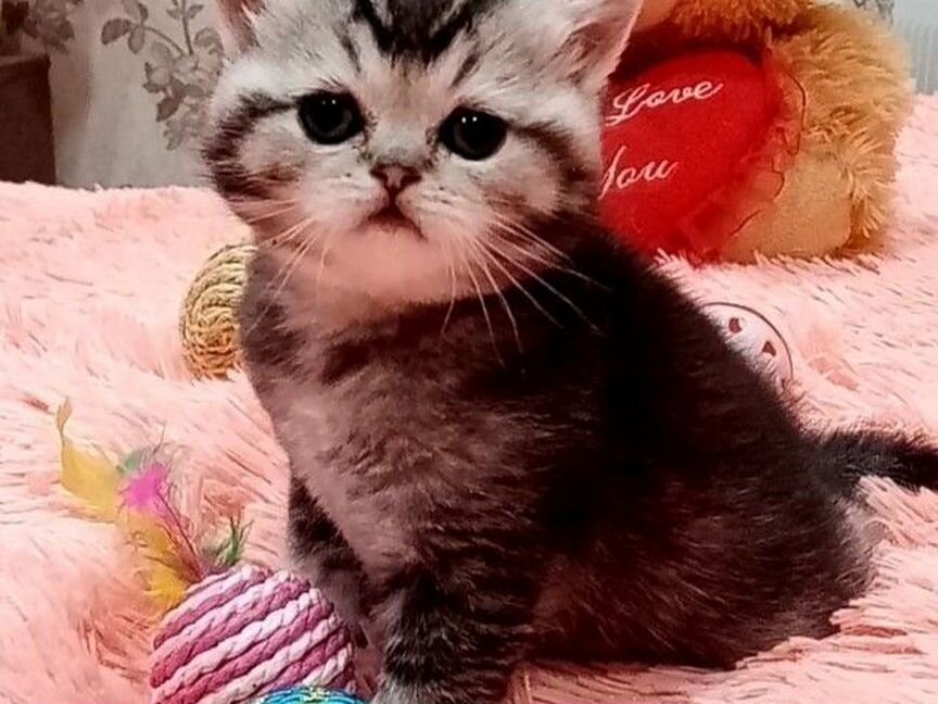 Шотландский плюшевый малыш беби-фейс