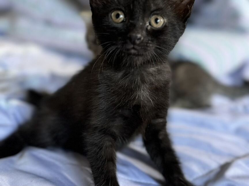 Черный котенок в добрые руки