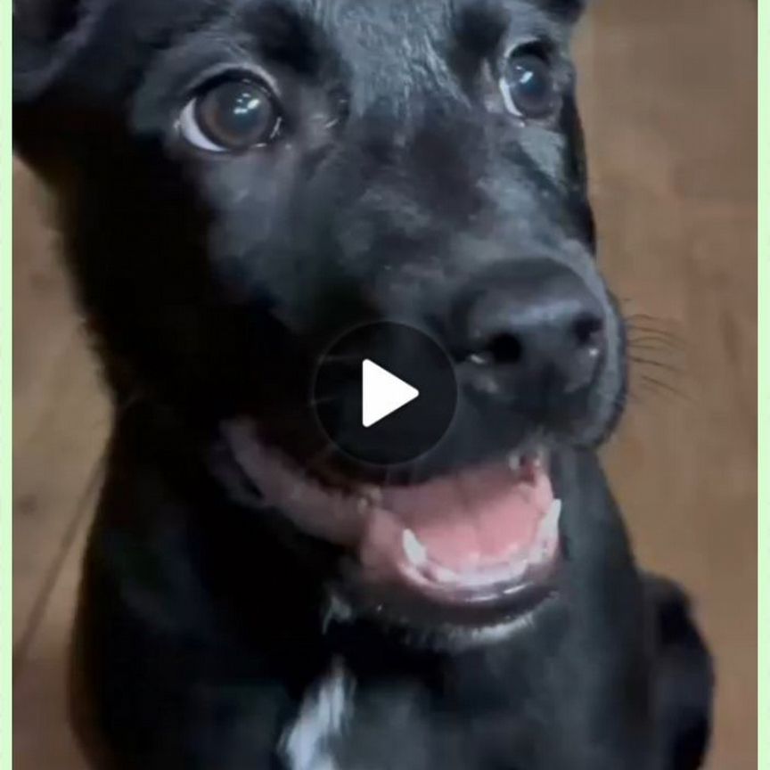 Красавчик, мальчик, в добрые руки