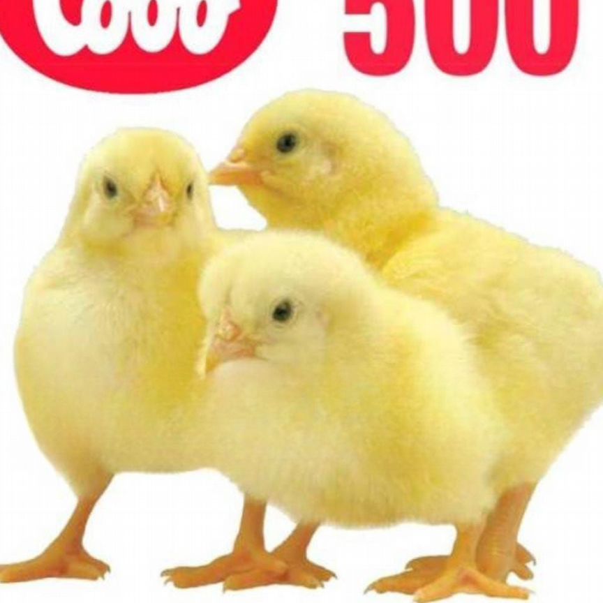 Бройлеры кобб 500 Чехия