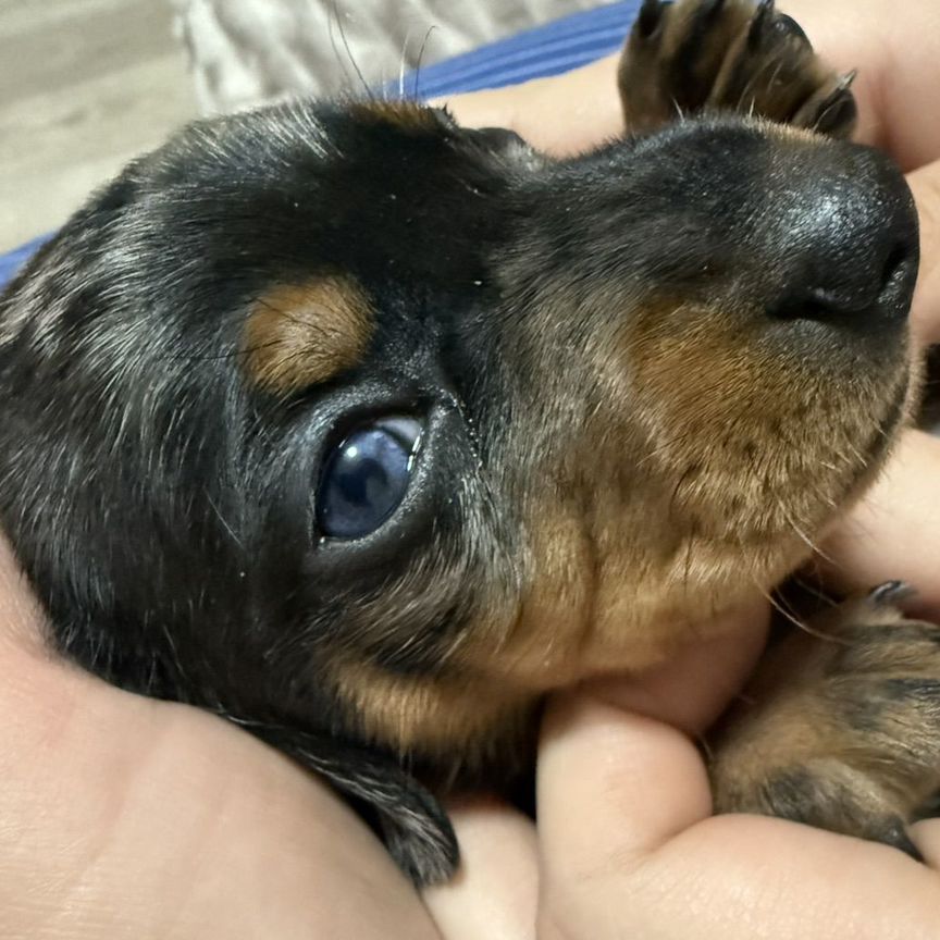 Такса, щенок