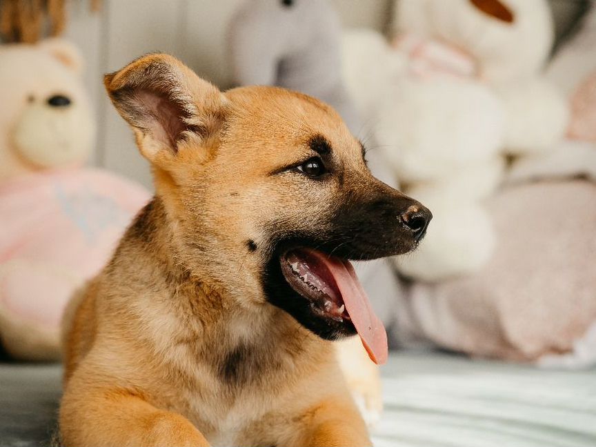 Собака (щенок) в добрые руки бесплатно