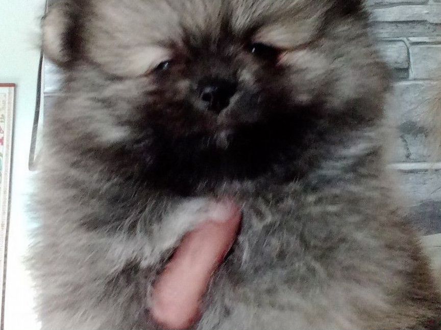 Померанский шпиц медвежьего типа