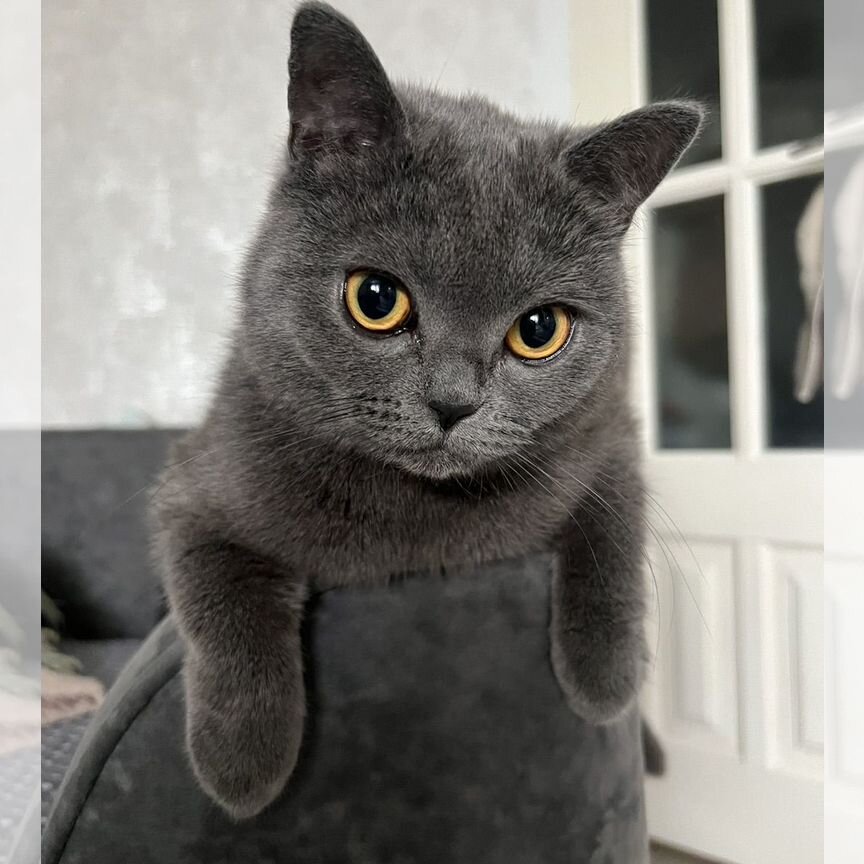 Шотландская вислоухая короткошёрстная, взрослая кошка