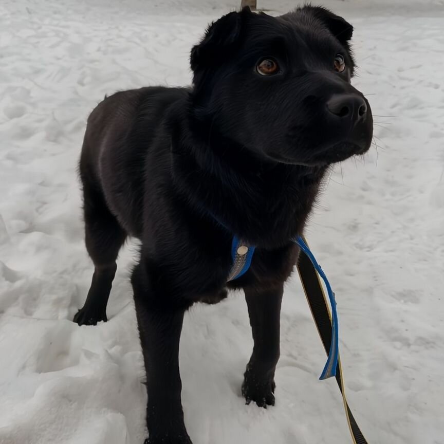 Взрослая собака в добрые руки