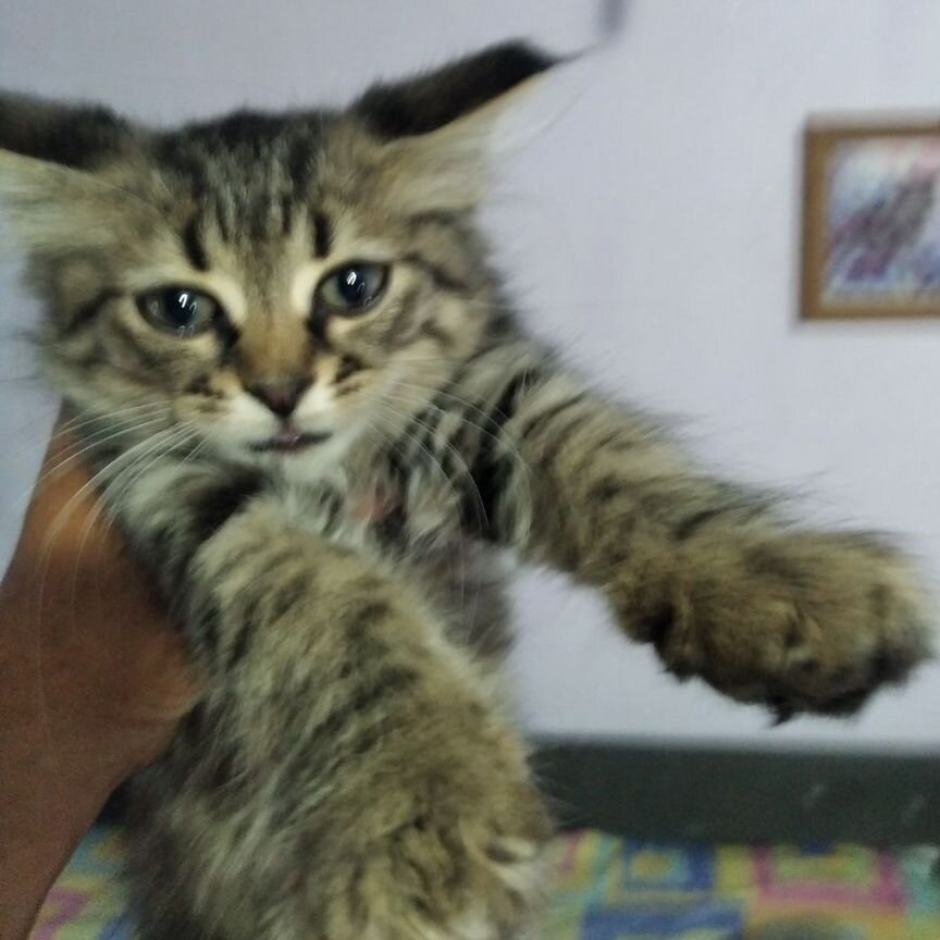 Котёнок в добрые руки