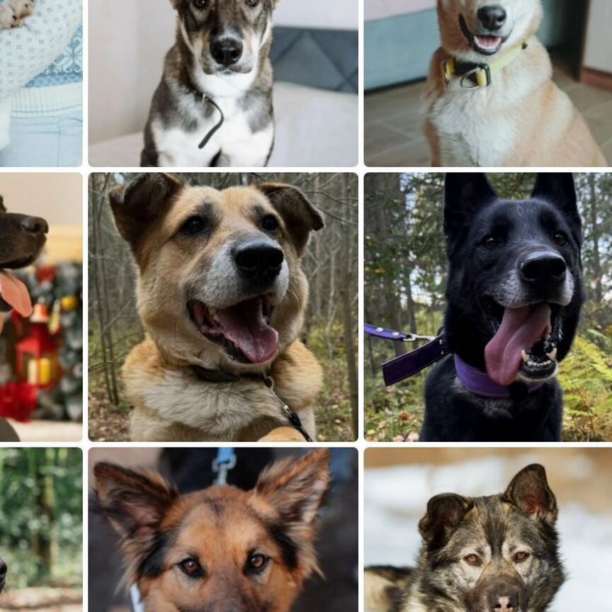 Взрослый пёс в добрые руки