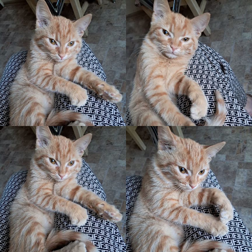 Рыжий котенок девочка в добрые руки
