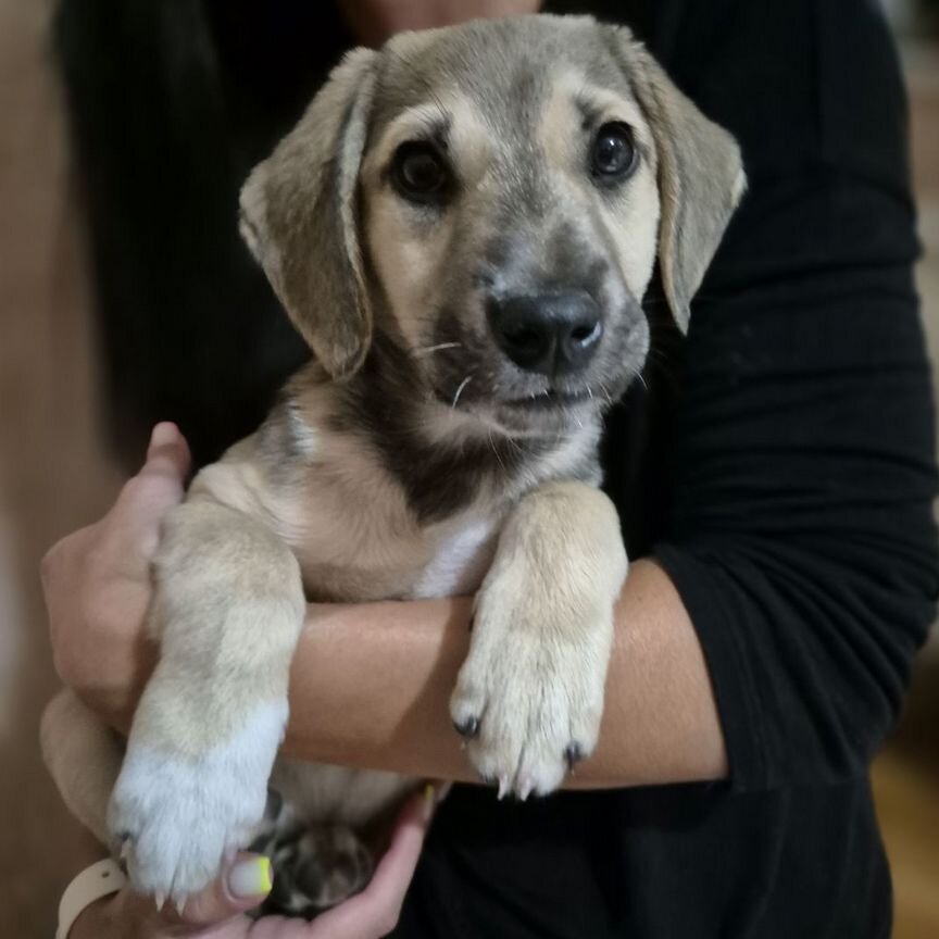 Щенок в добрые руки