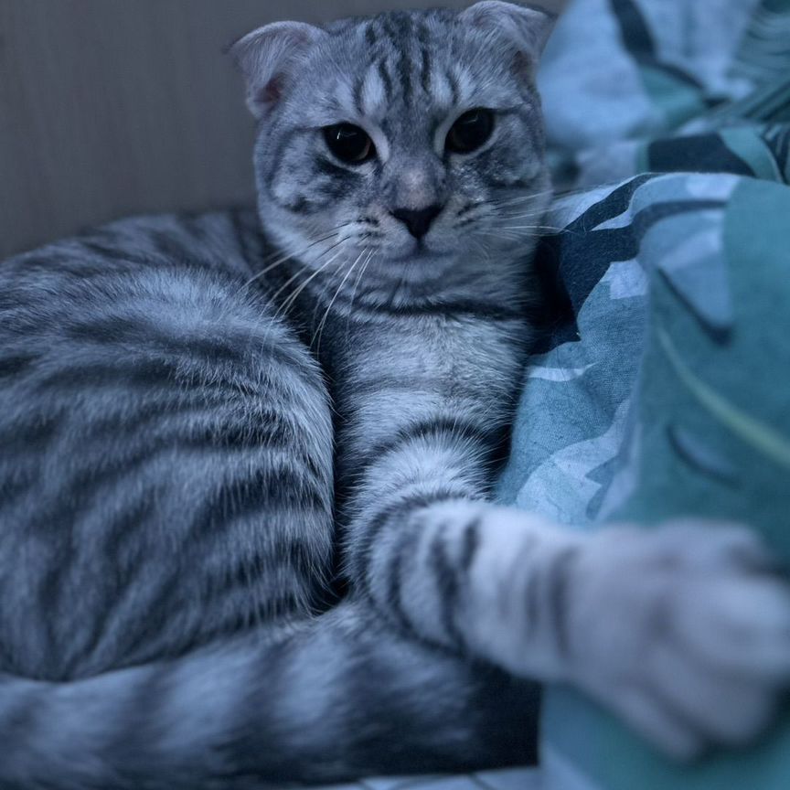 Шотландский кот страйт вязка