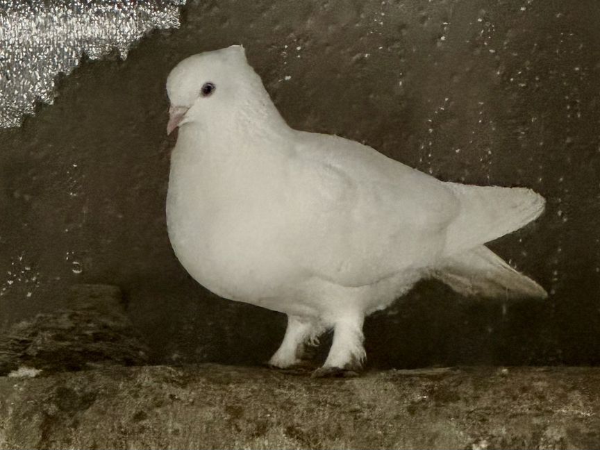 Андижанские голуби