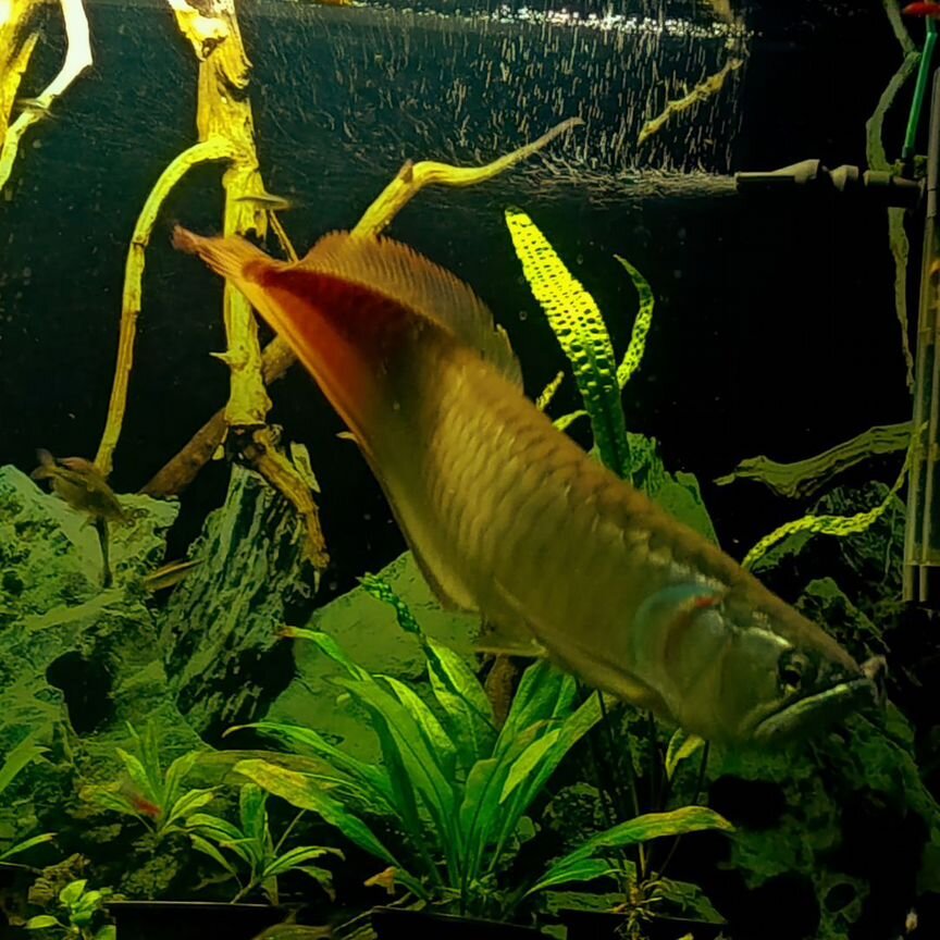 Аравана серебряная