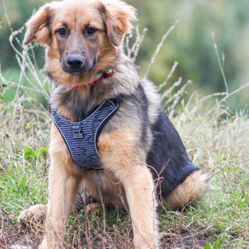 Собака Тима из приюта ищет дом