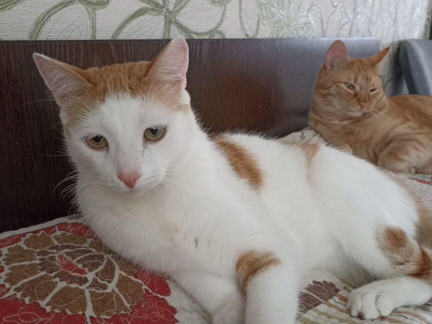 Котик в дар