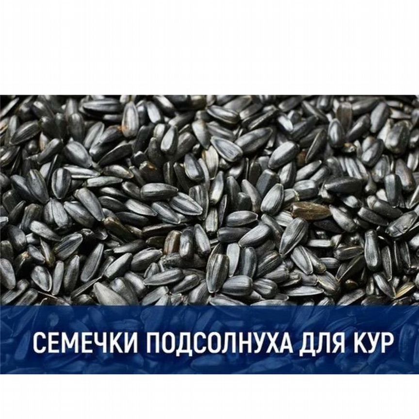 Подсолнух,корм