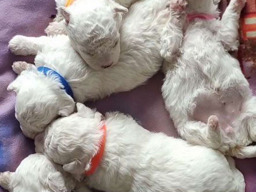 Щенки бишон фризе мини