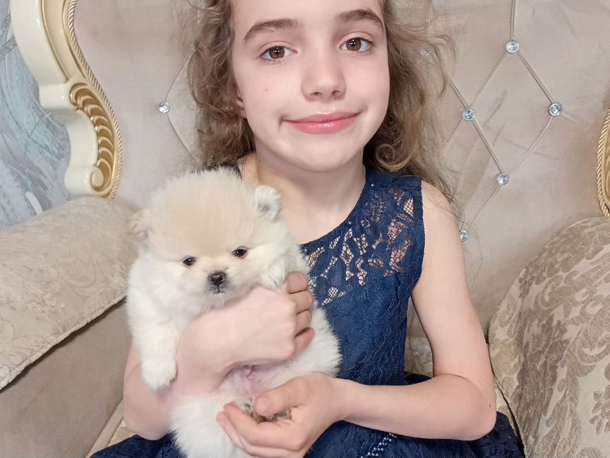 Померланский Шпиц