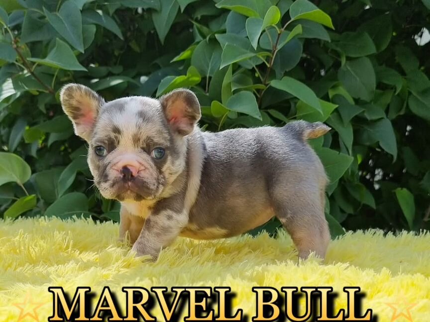 Наша прекрасная девочка Рокси-Рейна Марвел Буль