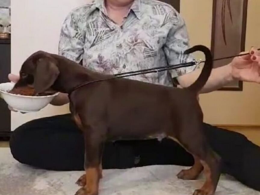 Щенок добермана РКФ