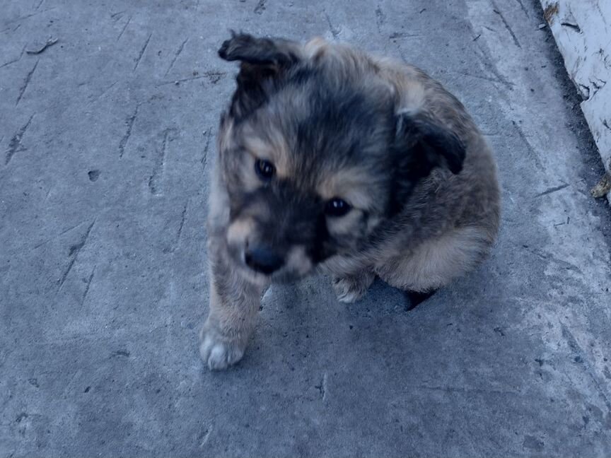 Щенок в добрые руки бесплатно