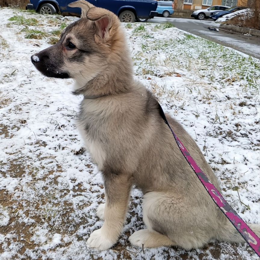 Немецкая овчарка, щенок