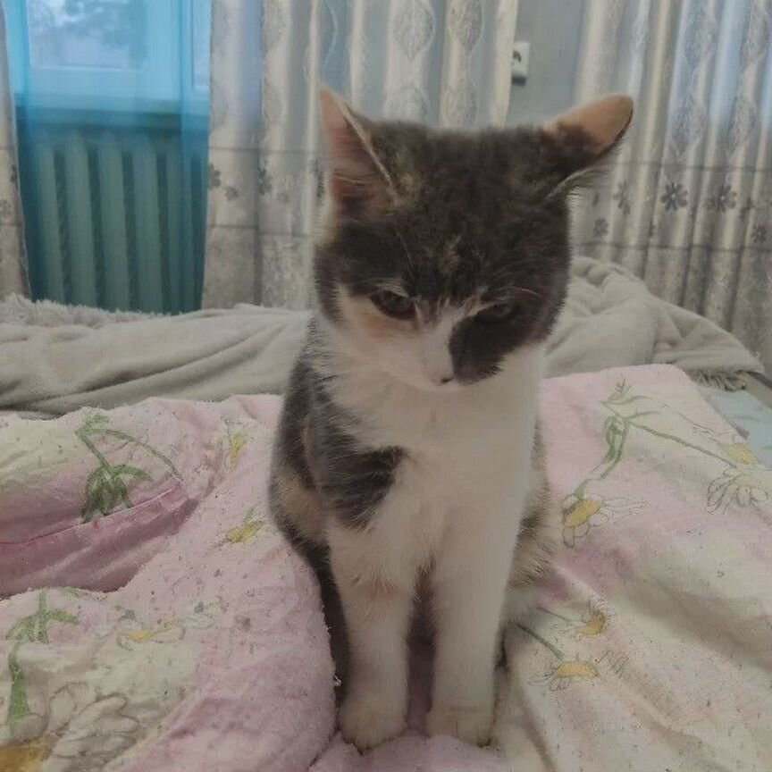 Котенок девочка. Крысоловы