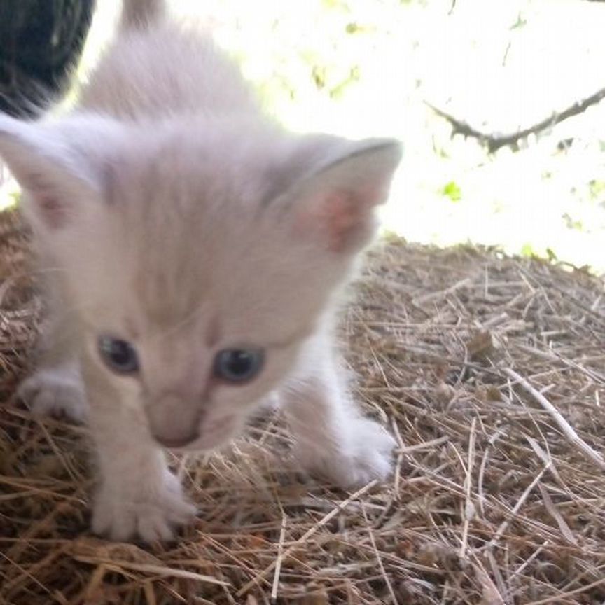 Котята a добрые руки