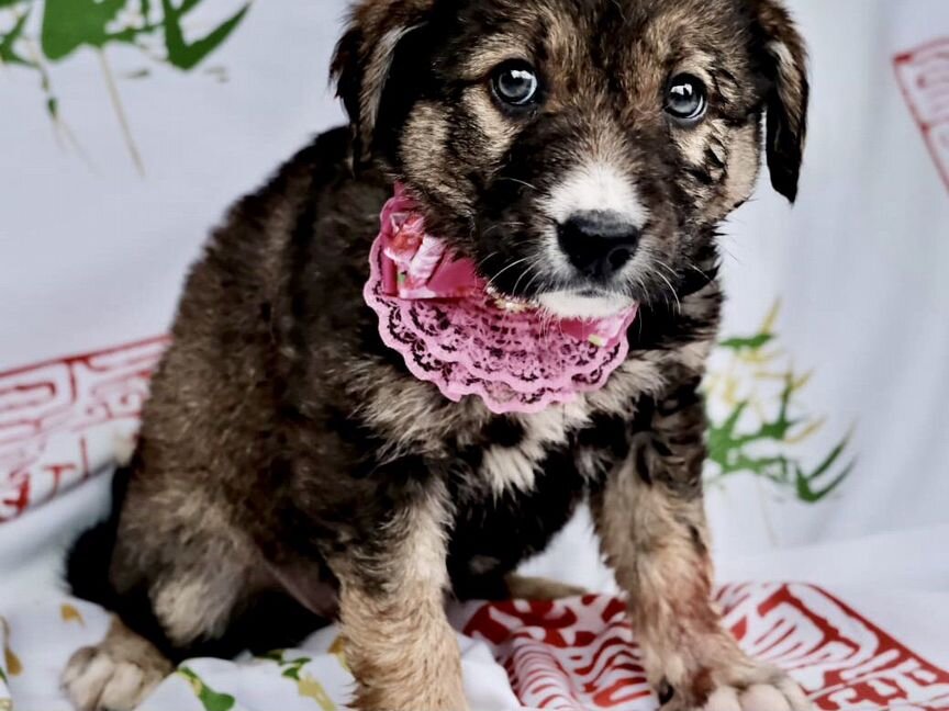 Щенок-девочка в квартиру и дом