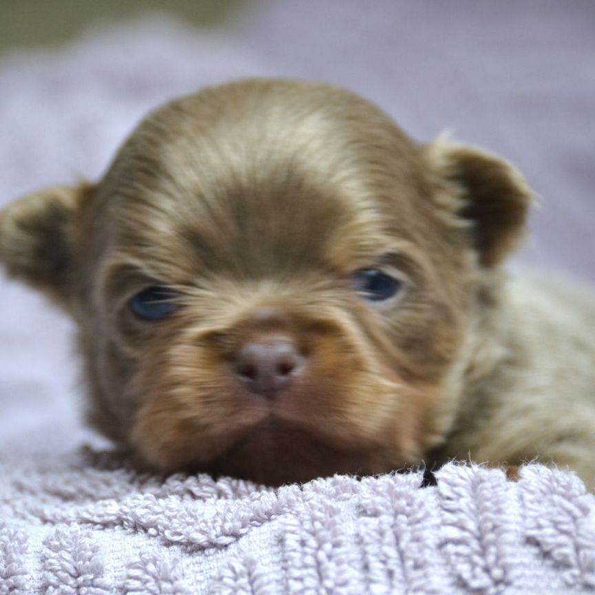 Чихуахуа малыши РКФ