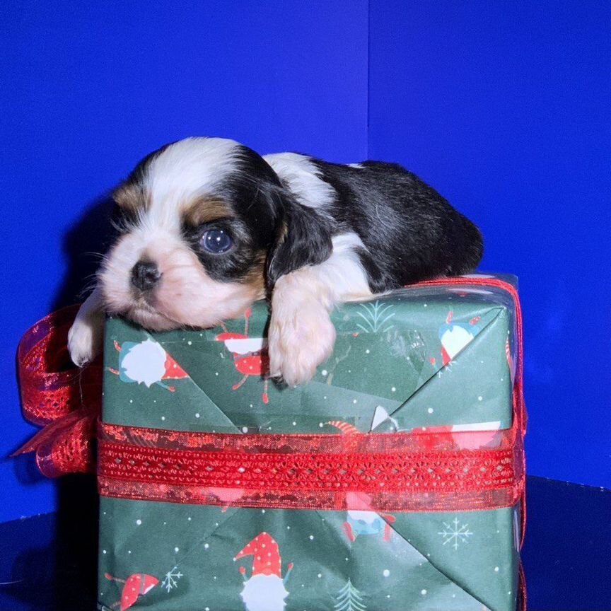 Мальчик кавалер кинг чарлз спаниель