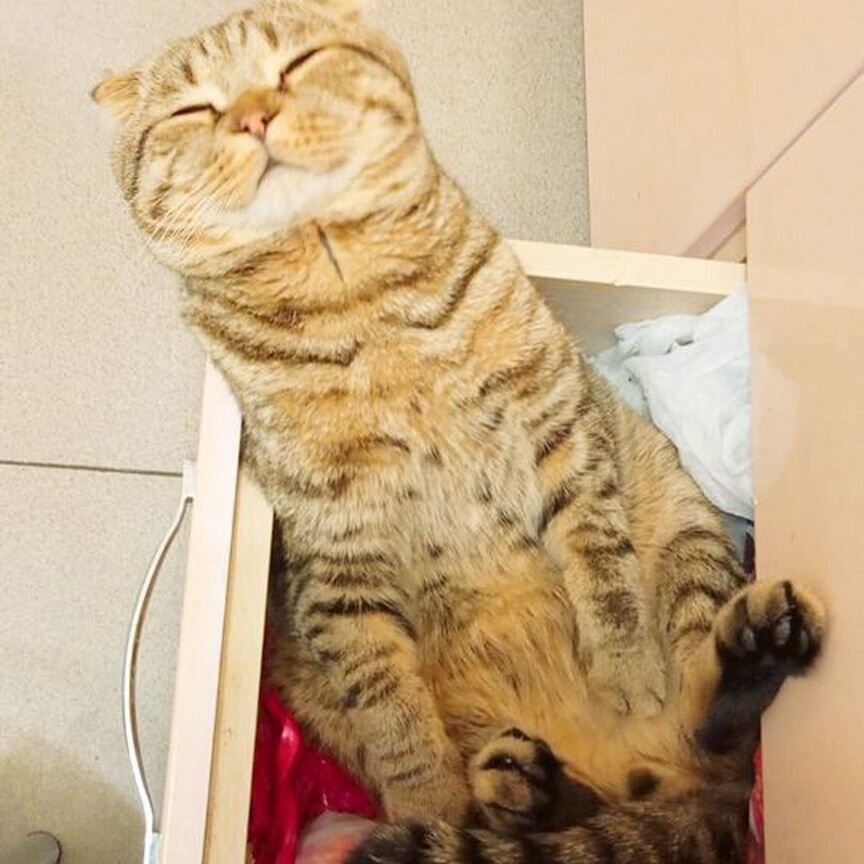 Кот на вязку