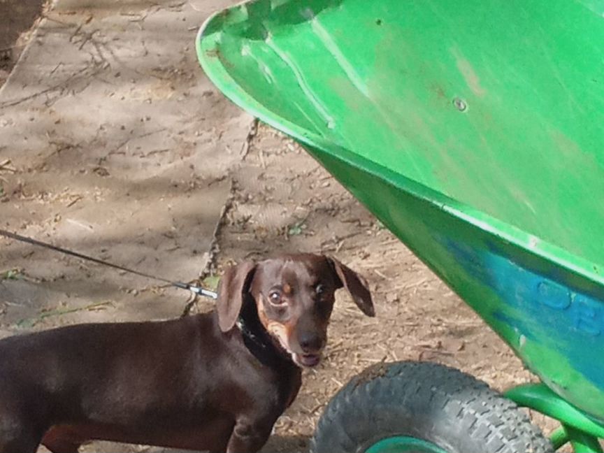 Ищем невесту (вязка)