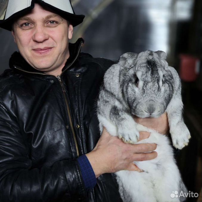 Продам кролика самец