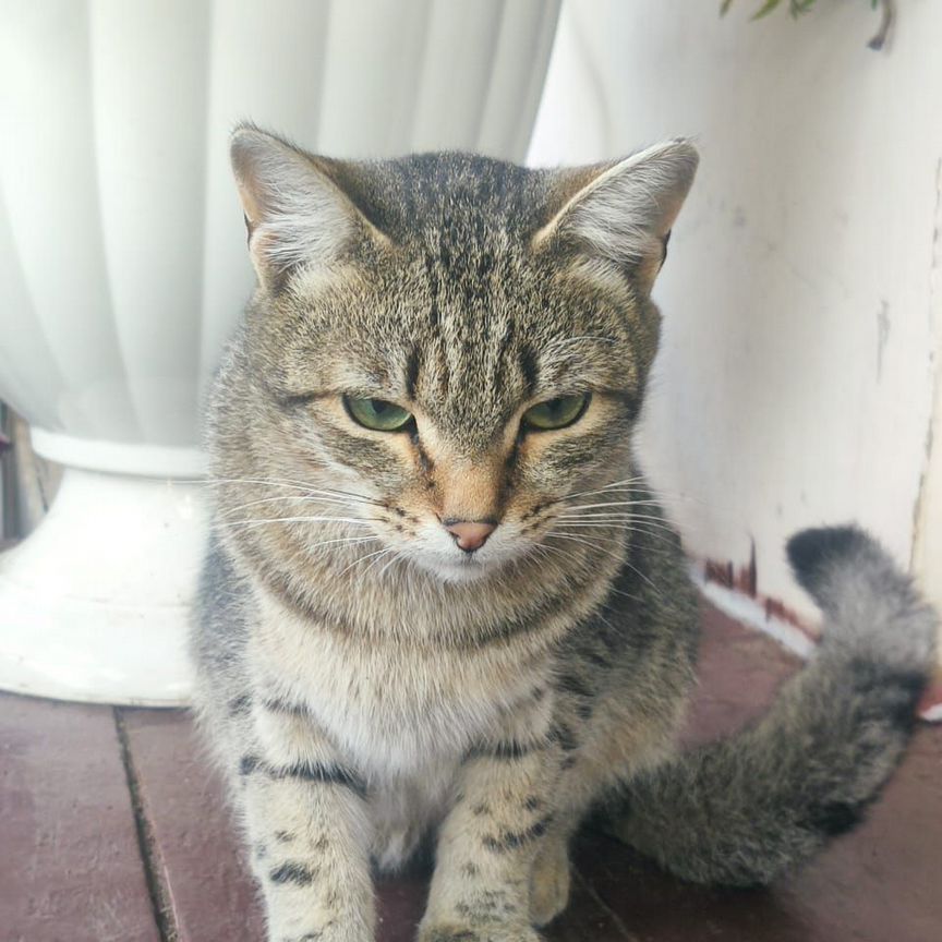 Молодой котик надеется найти семью