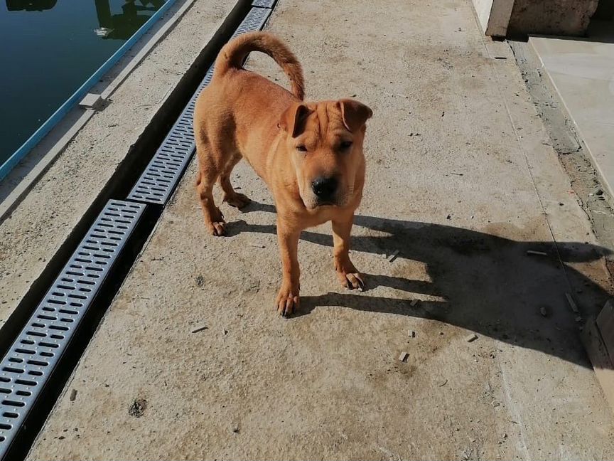 Собака в добрые руки отдам бесплатно