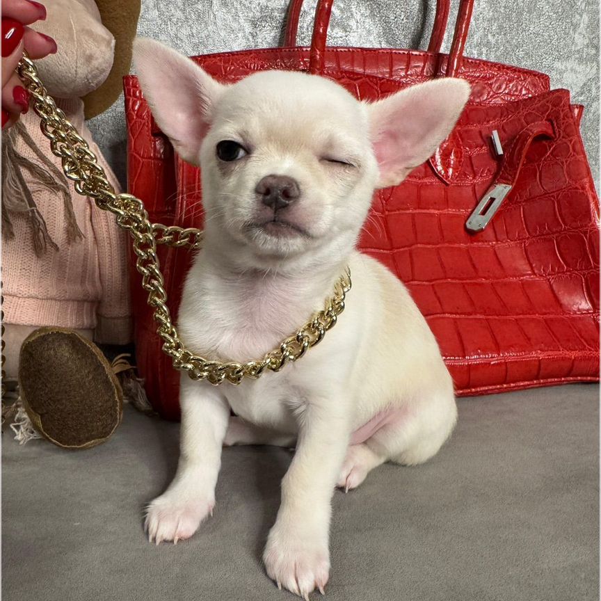 Чихуахуа, щенок