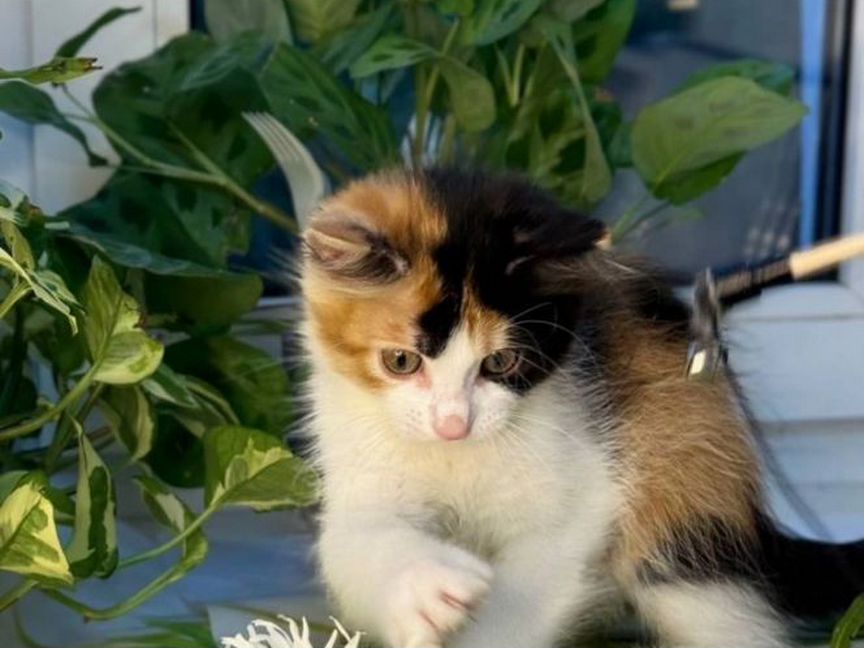 Котёнок 2,5 месяца девочка