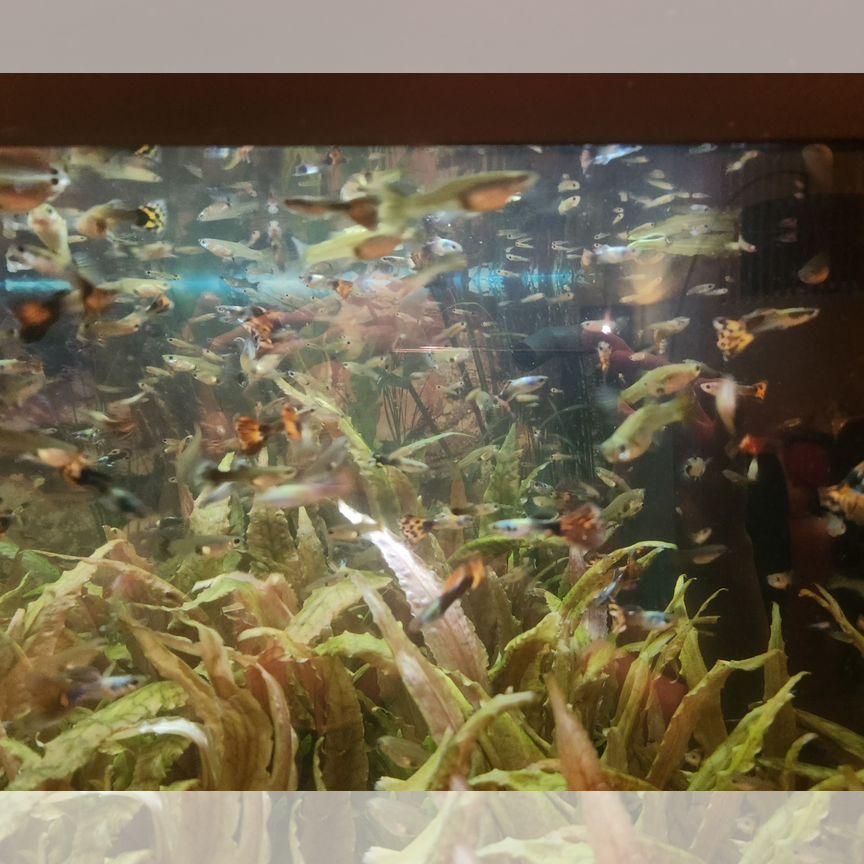 Рыбки гуппи аквариумные