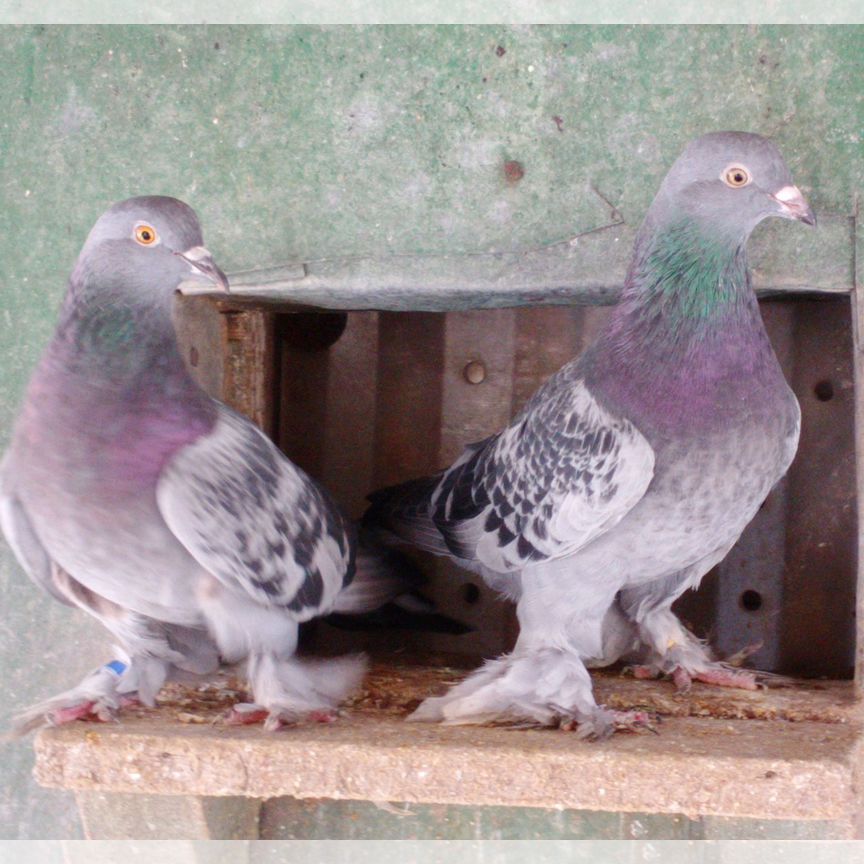 Голуби с игрой