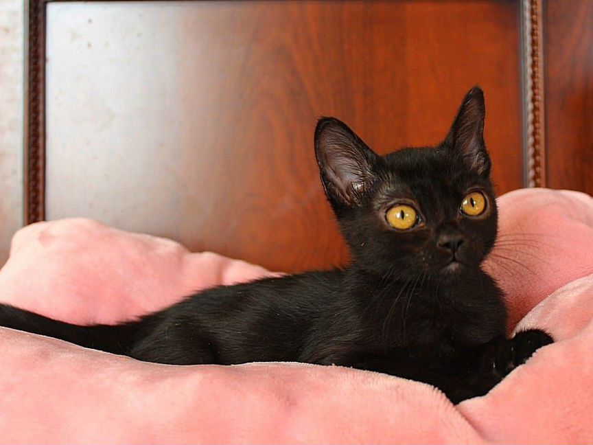 Бомбейская девочка