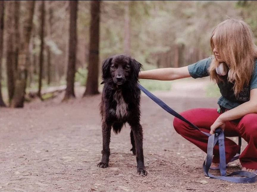 Собака ищет семью