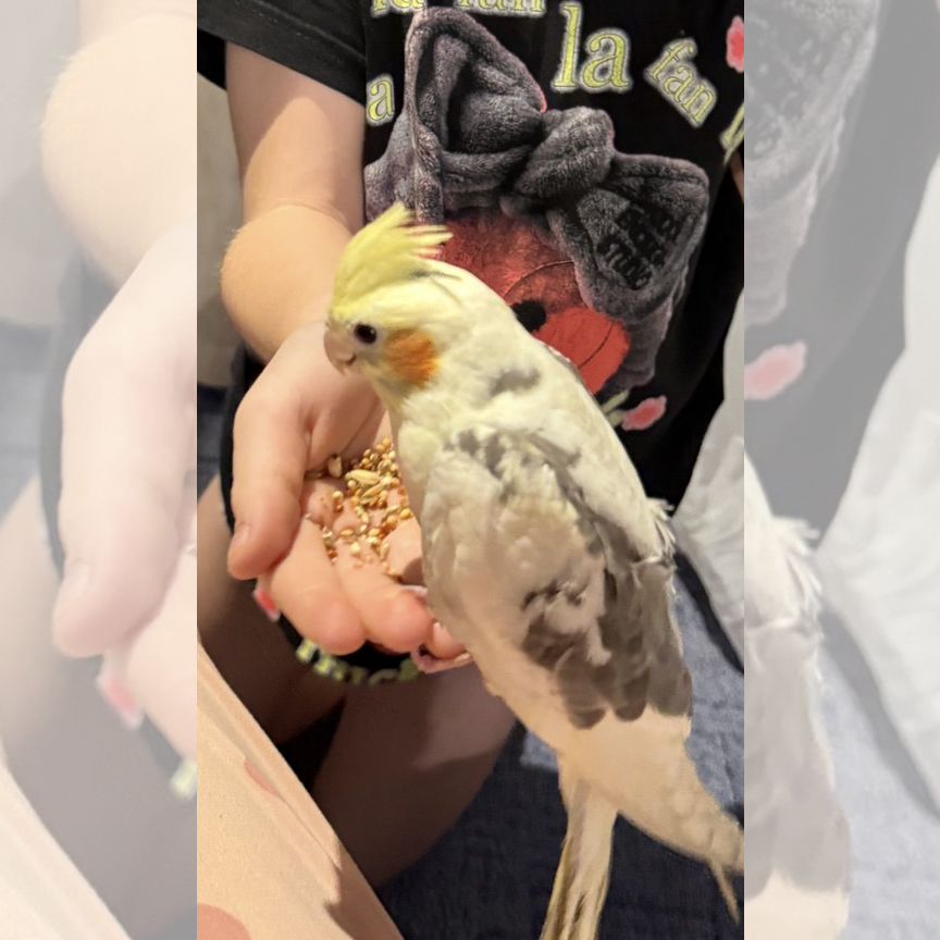 Попугай корелла