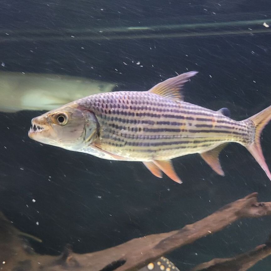 Рыба тигровая голиаф