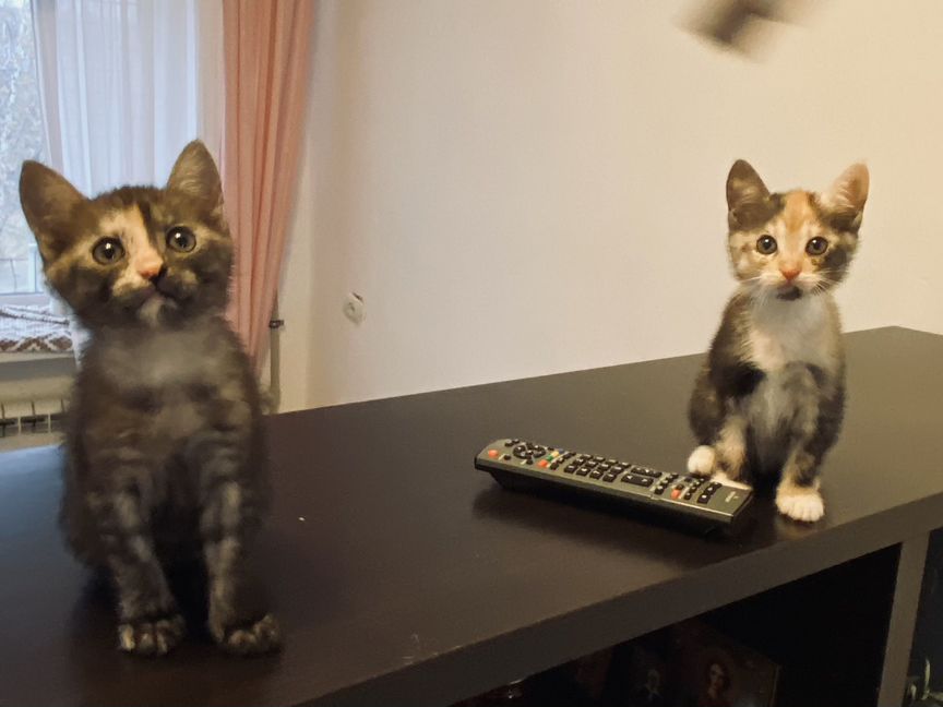 Котята в добрые руки даром