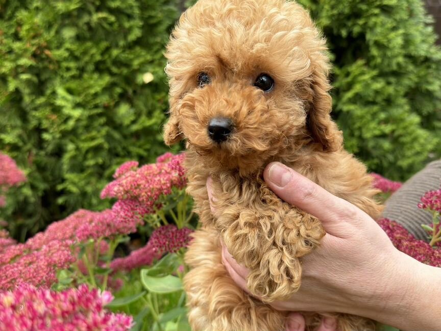 Той-пудель девочка тэдди