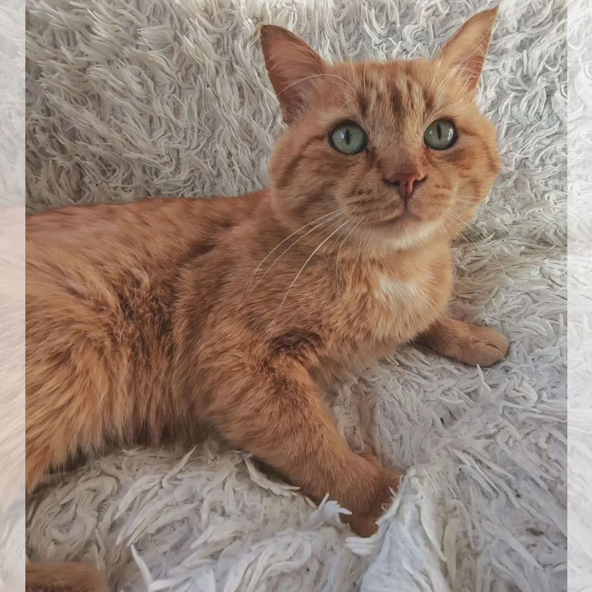 Взрослый кот в добрые руки