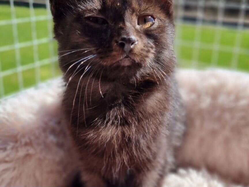 Черный ласковый котенок мальчик