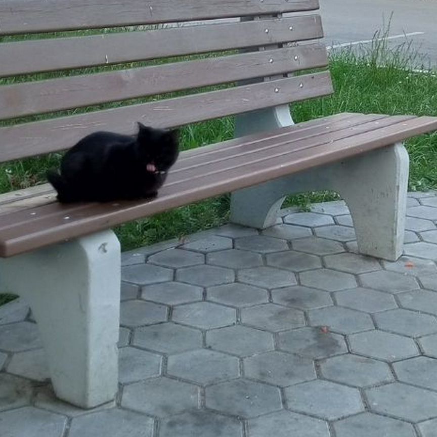 Отдам бесплатно животные
