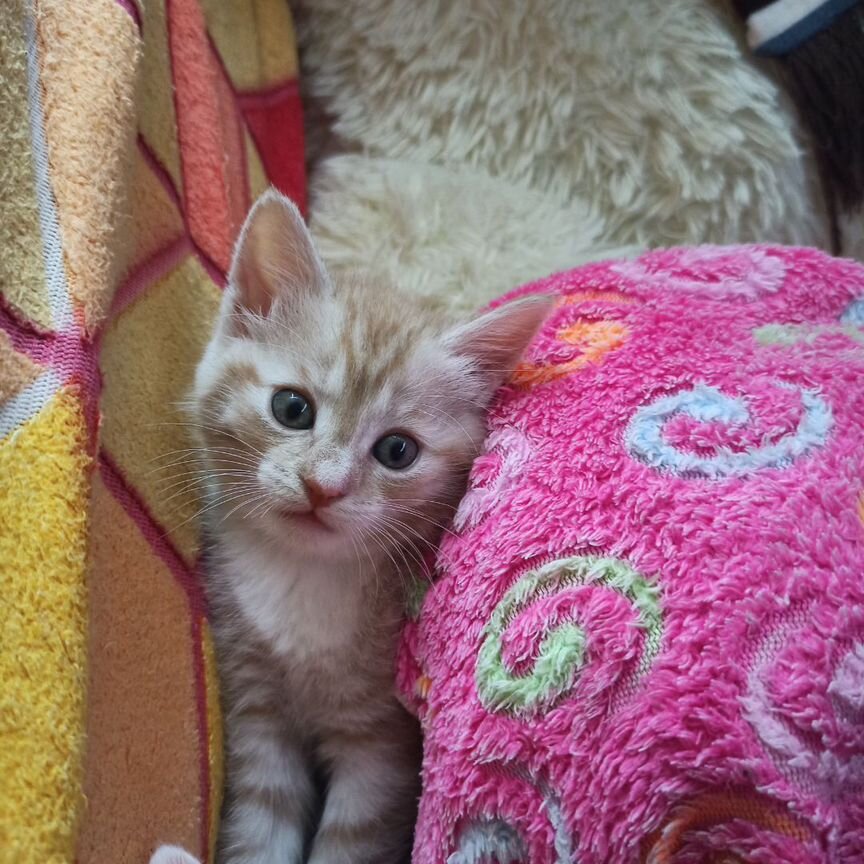 Кошечка