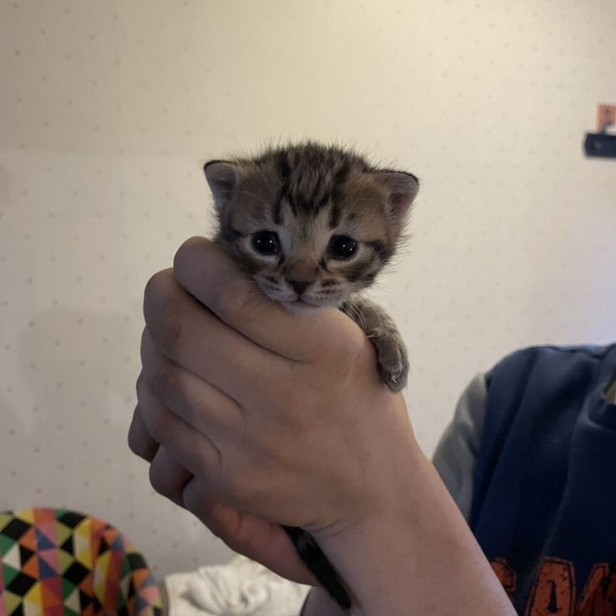 Котята в добрые руки 1 месяц